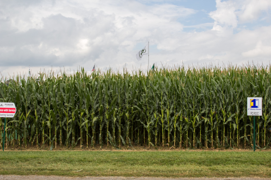 News Archives - Keystone Group Agricultural Seeds